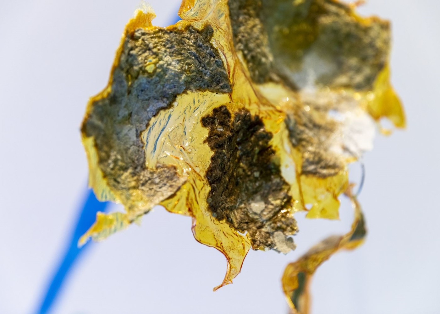 Castlemaine Art Museum | The Children’s Sensorium