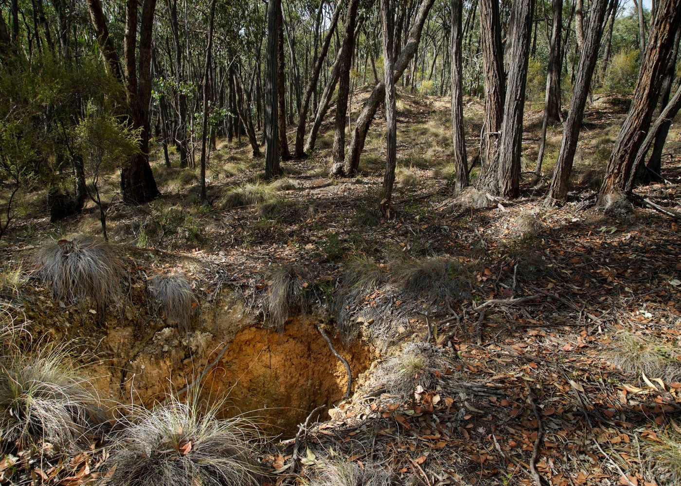 Castlemaine Art Museum | Julie Millowick: Surrounding