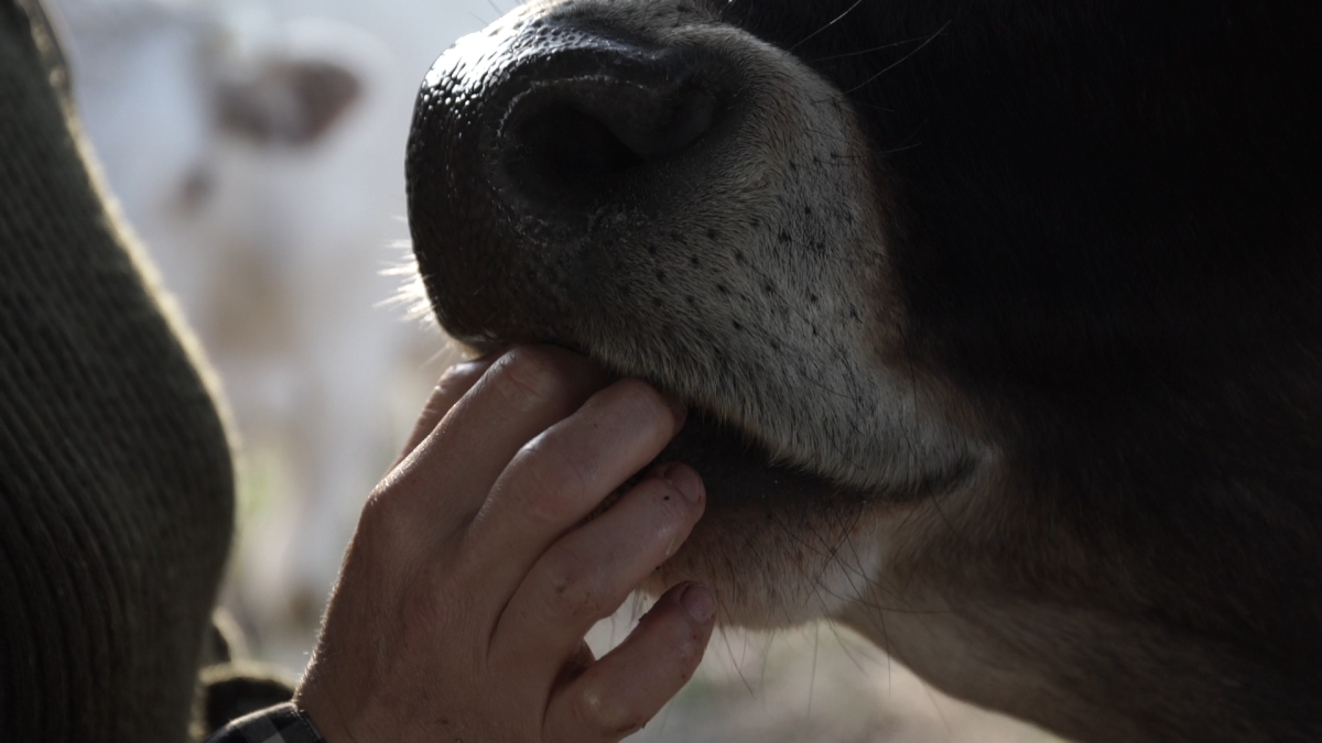 Castlemaine Art Museum | Terrace Projection: Zoe Scoglio 'Agri-Cultures'